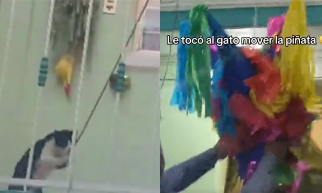 México superando a la IA: Captan a gatito jalando la piñata durante ...