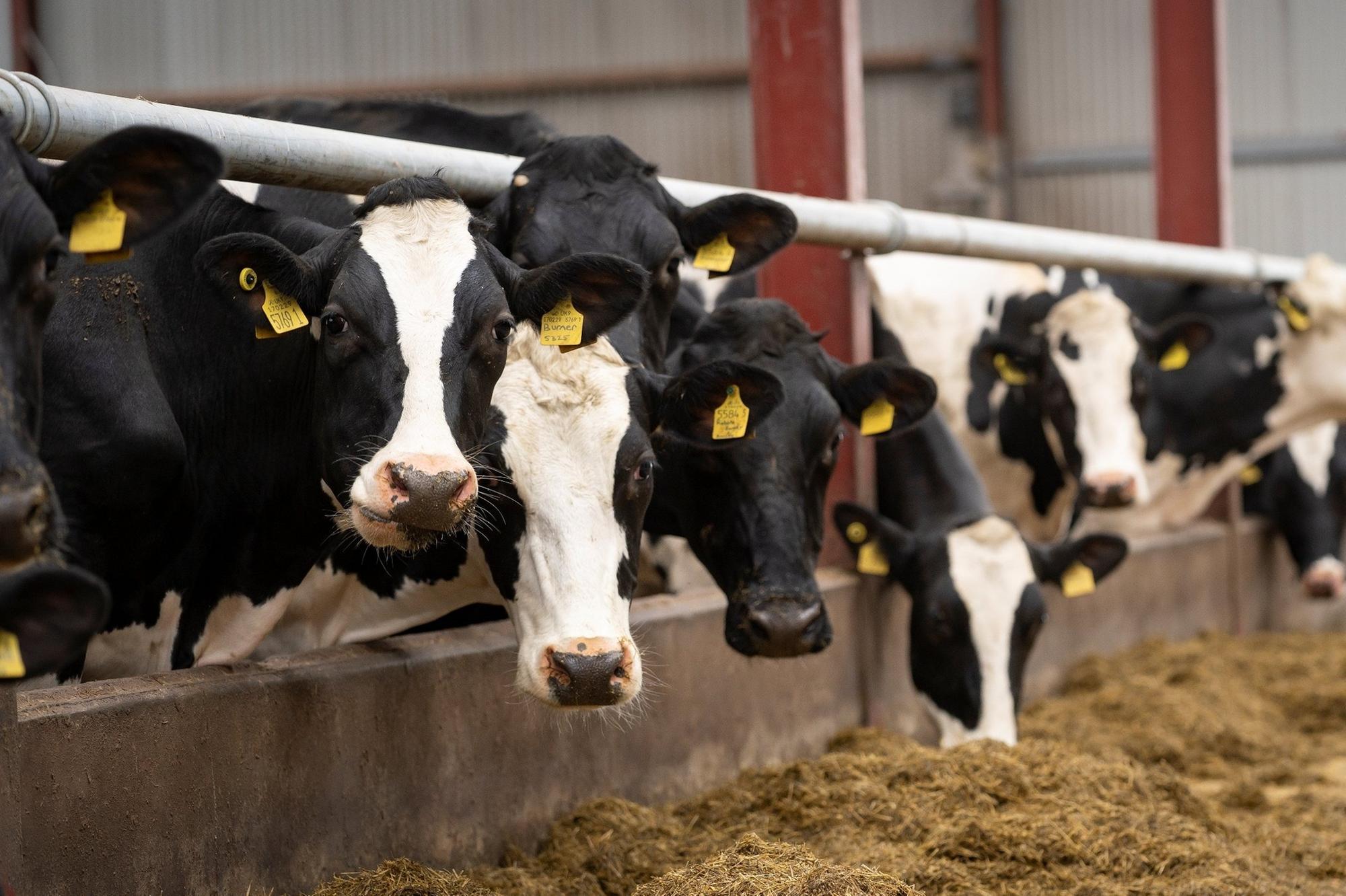 Financial aid for bluetongue testing of high-risk NI livestock