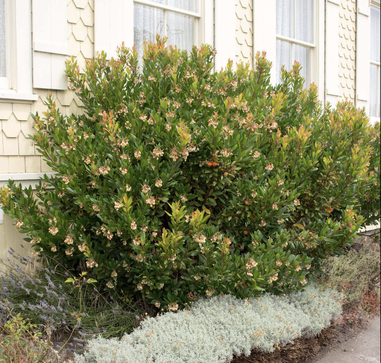 Tom Karwin, on gardening | Real gardening with AI: Problem solving