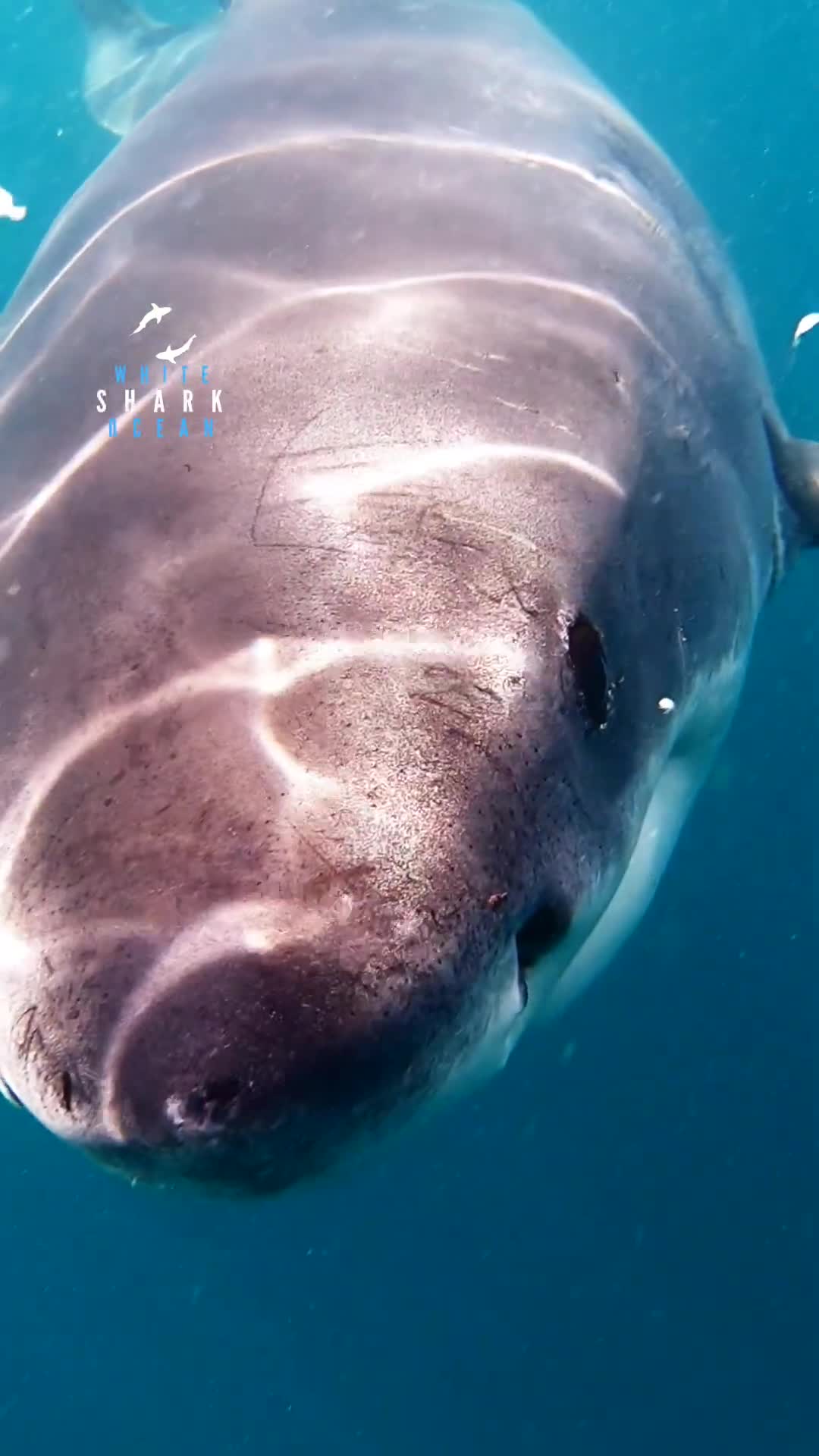 Great white shark coming to investigate
