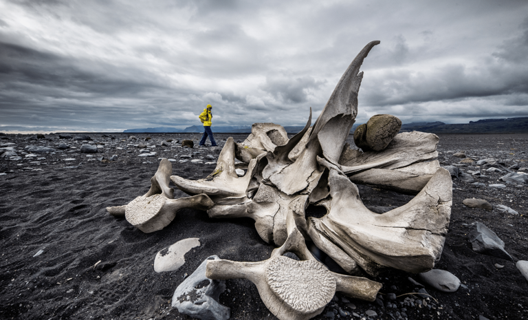Scientists stunned as 'mammoth' fossils in Alaska expose a totally ...