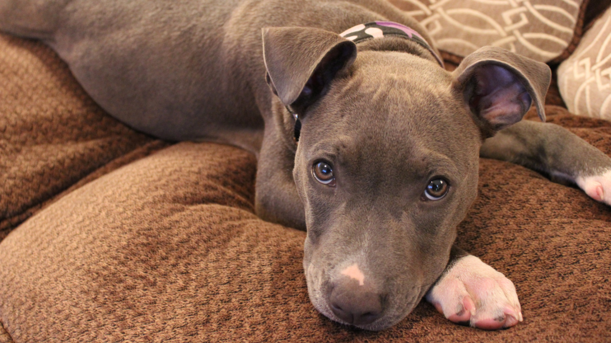Pit bull puppy splooting during the chaos of doggy class is the epitome ...