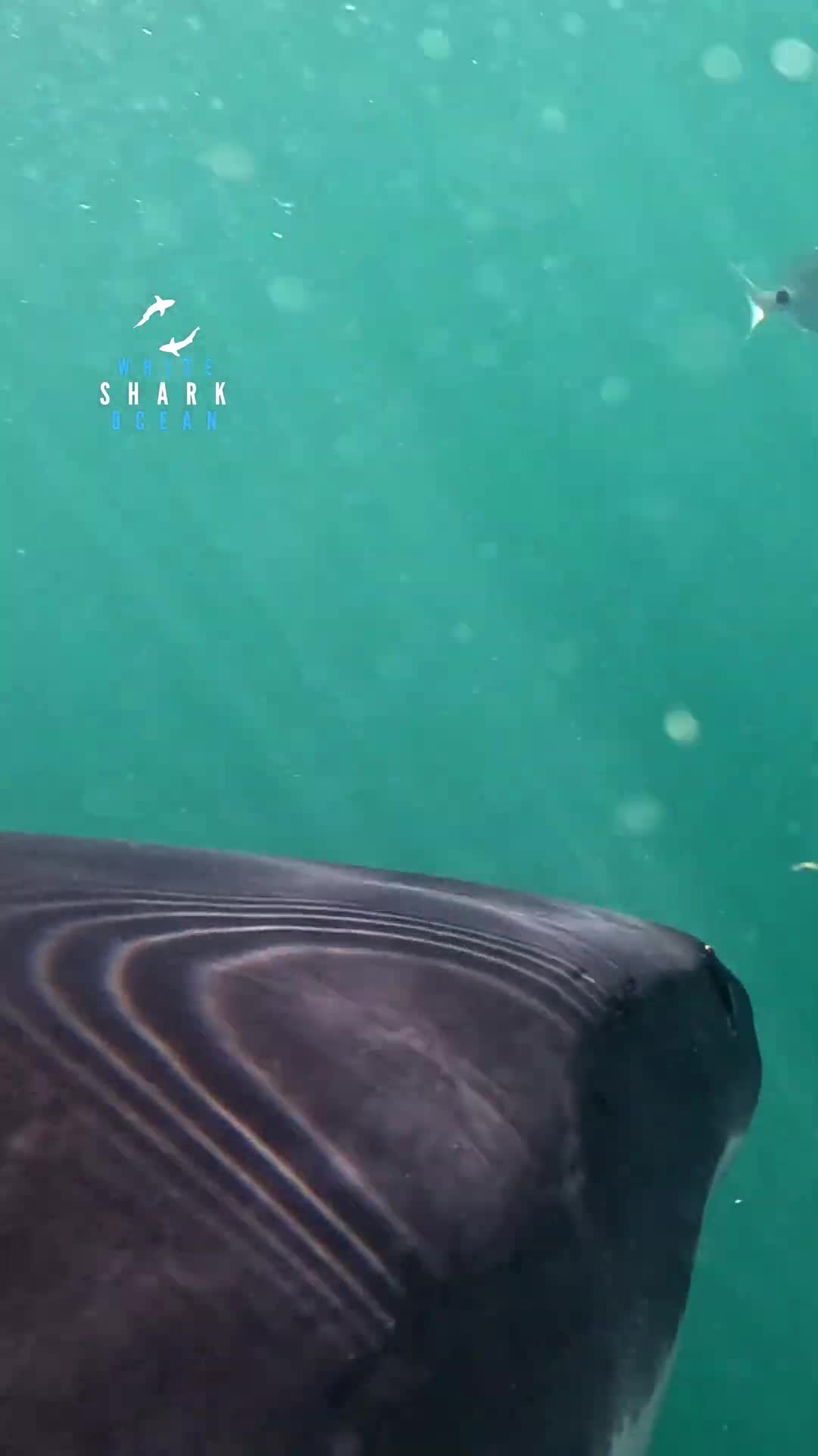 Rows of great white shark teeth