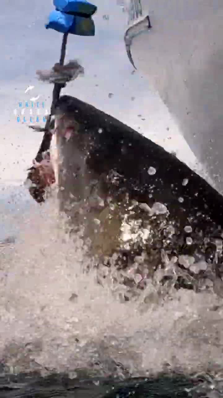 Great whites are powerful predators #greatwhiteshark