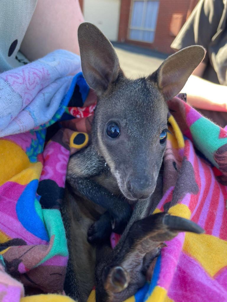Woman in awe of hopping wallaby suddenly sees a baby fall out of her pouch