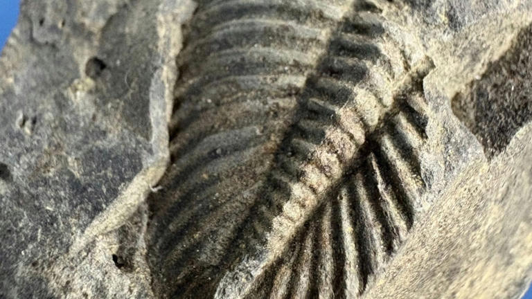A clock running fast could explain Darwin’s fossil record gaps