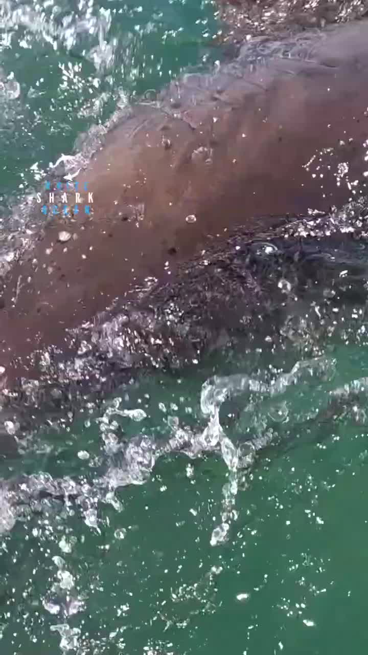 Great white wants the GoPro #greatwhite