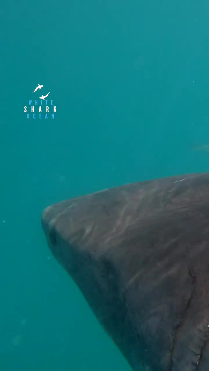 Great white shark opens jaws wide
