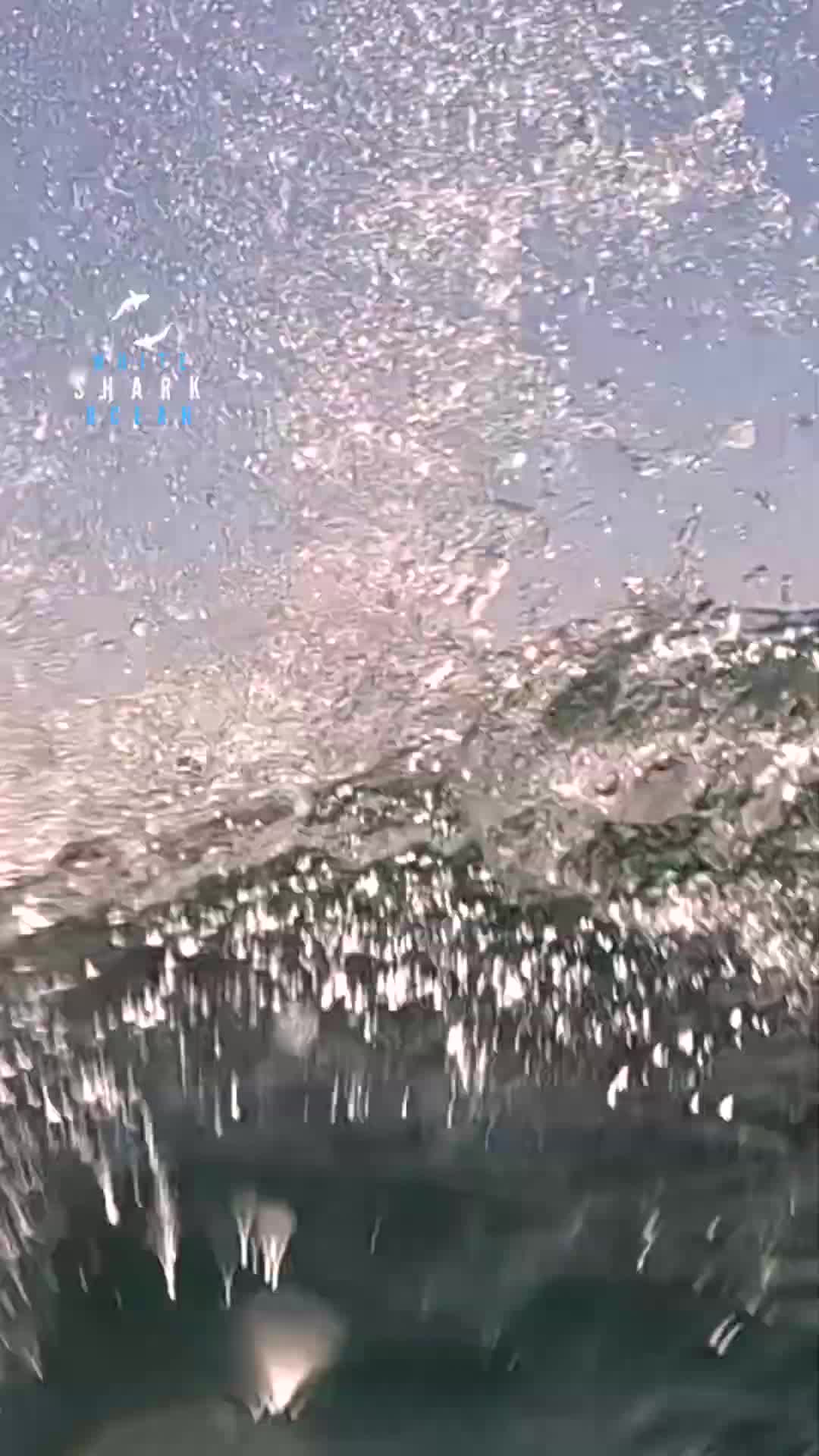 Great white shark full vertical breach #greatwhite