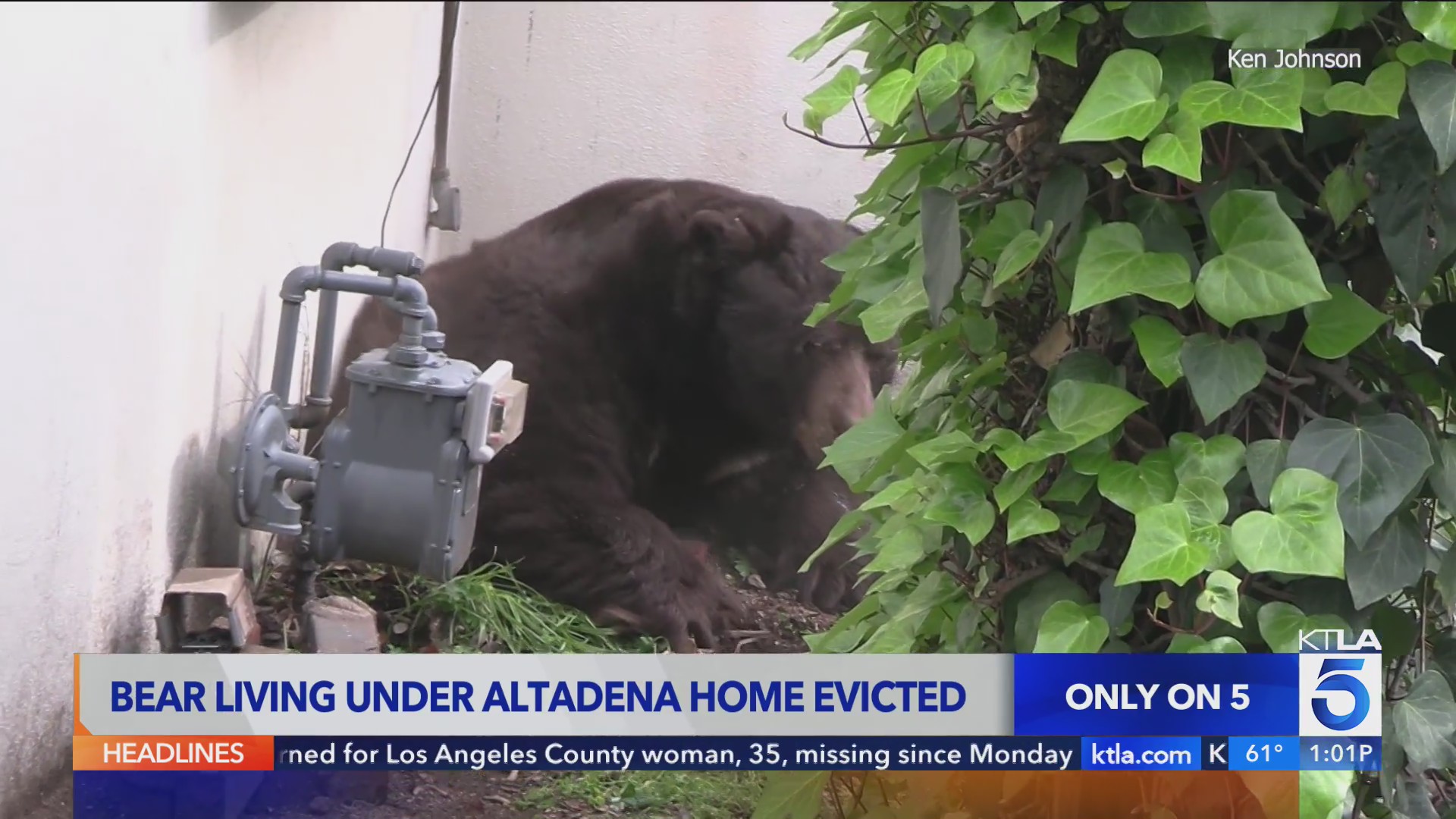 Enormous black bear finally evicted from Altadena home