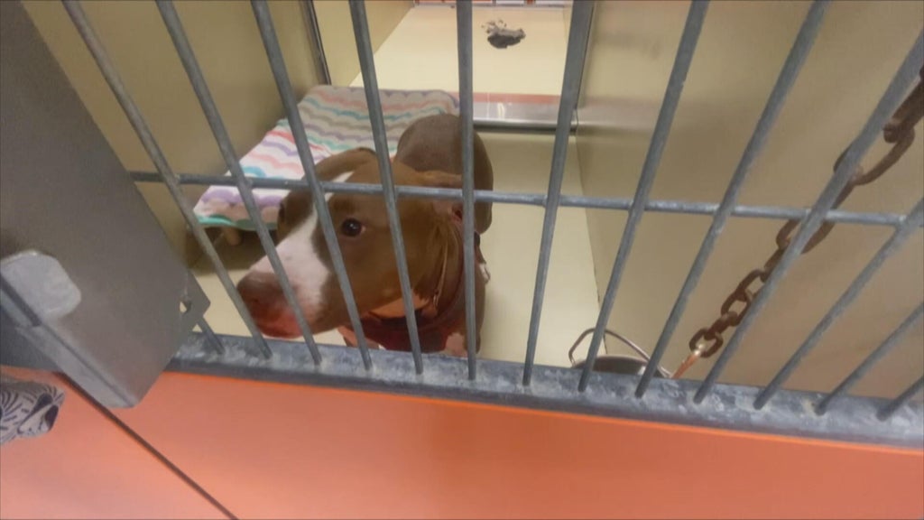 Pit bull linked to Center City Philadelphia attacks in custody, police say