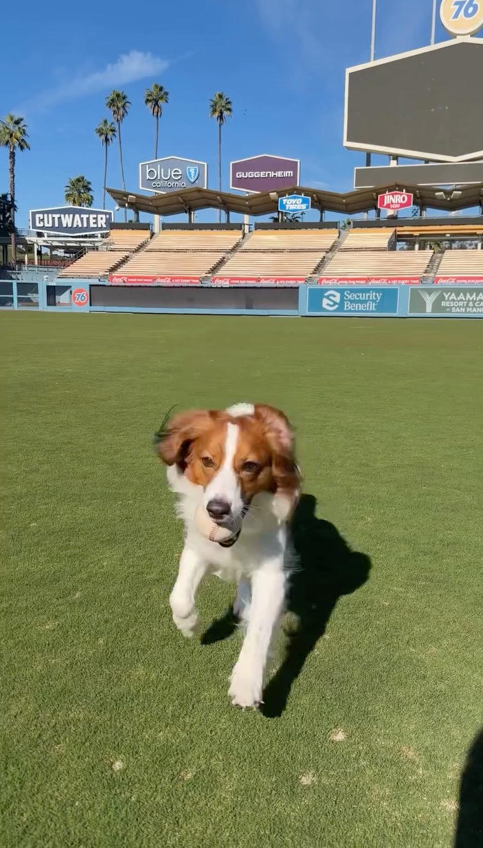 Shohei Ohtani and Decoy make an appearance at Dodger Stadium