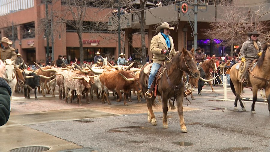 Bull riders and fighters injured at National Western Stock Show