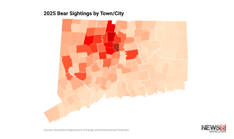 This Connecticut town reported over 1K bear sightings in 2025