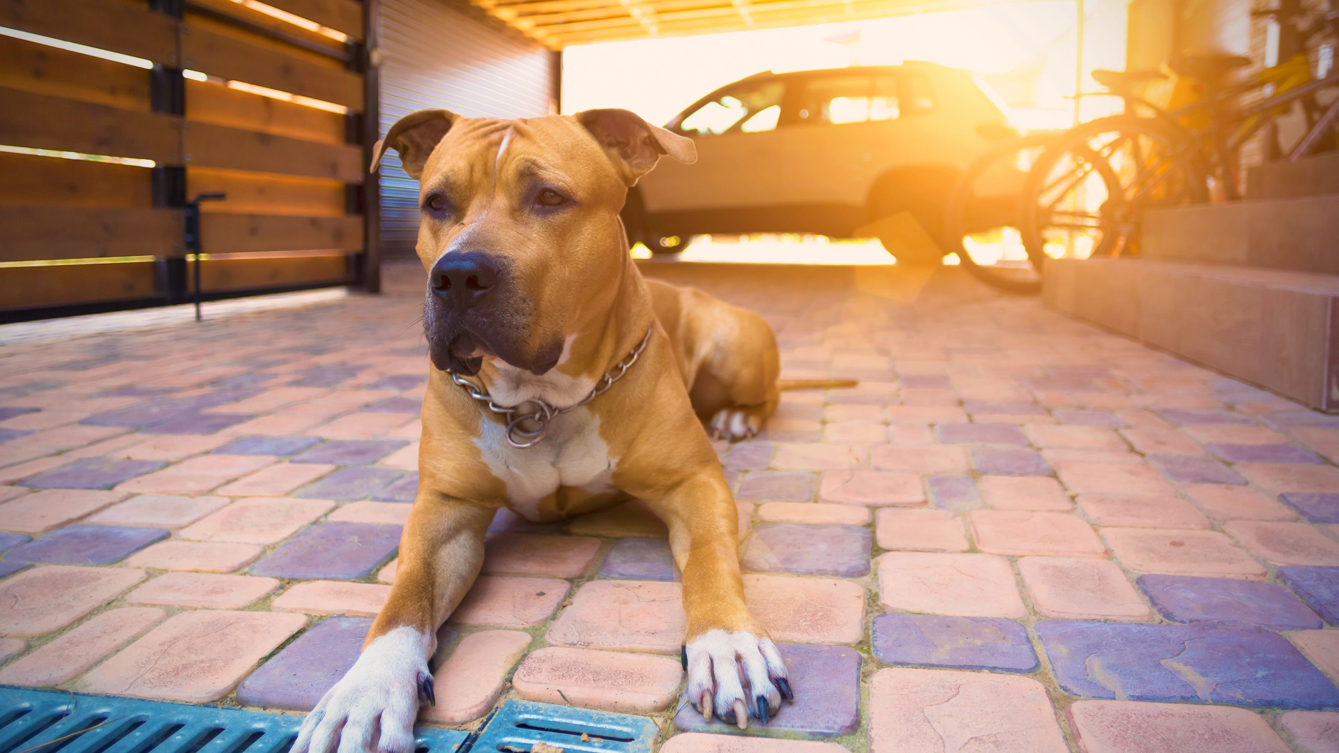 9 dog behaviours that mean they’re guarding more than space