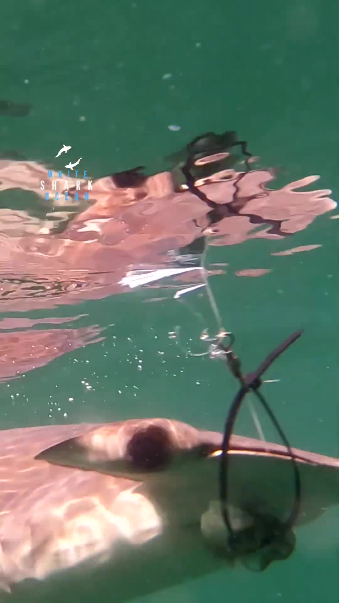 Smooth hammerhead shark coming in