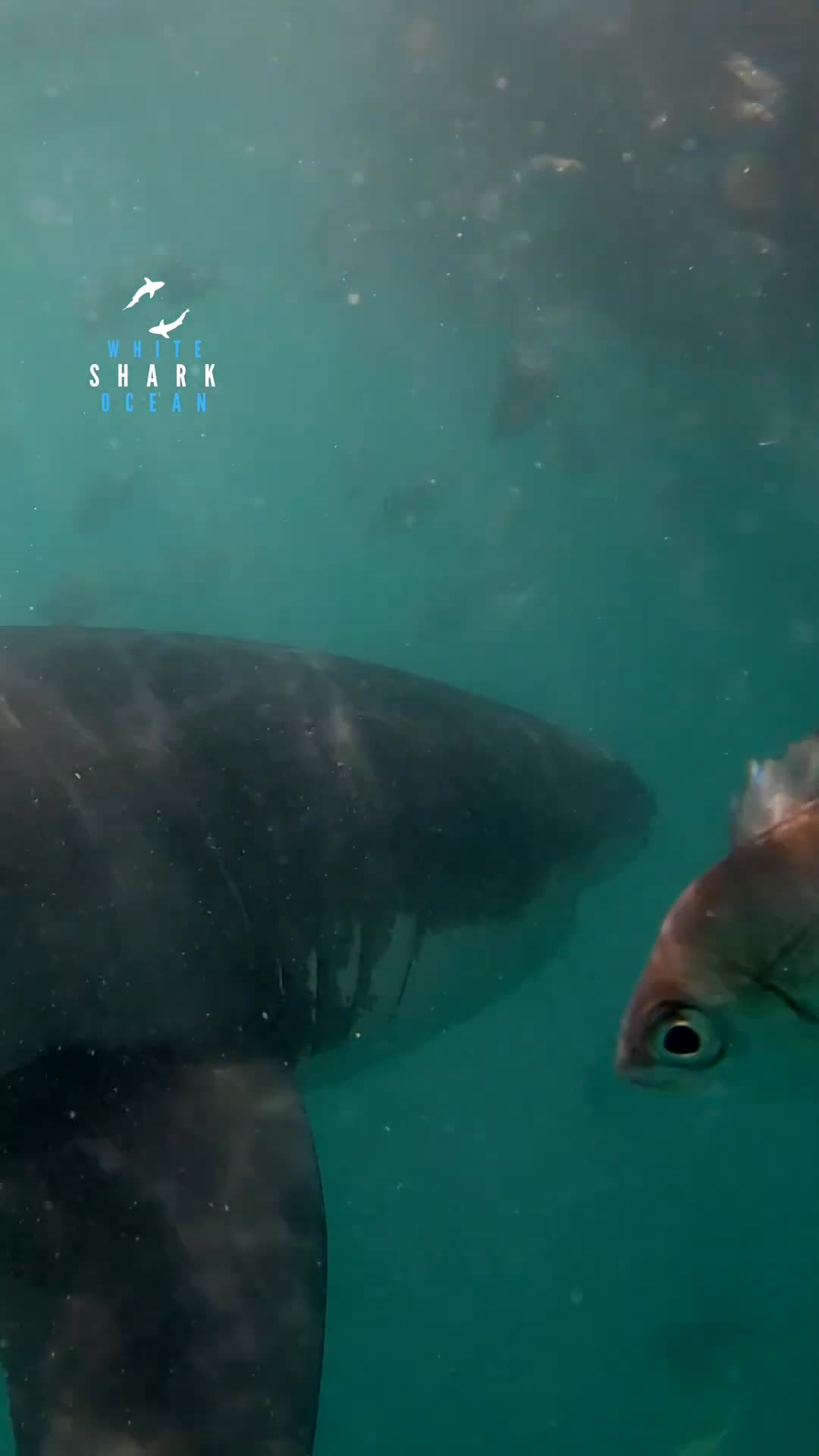 Small fish swim away from big great white shark