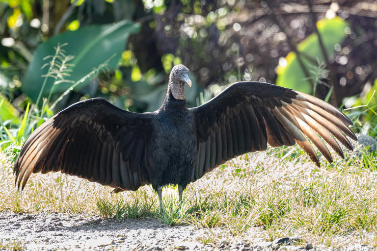 Friendly vulture majestically shows off his massive wings to man who ...