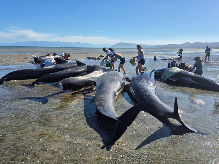 Some whales restrand at New Zealand's Farewell Spit, six die