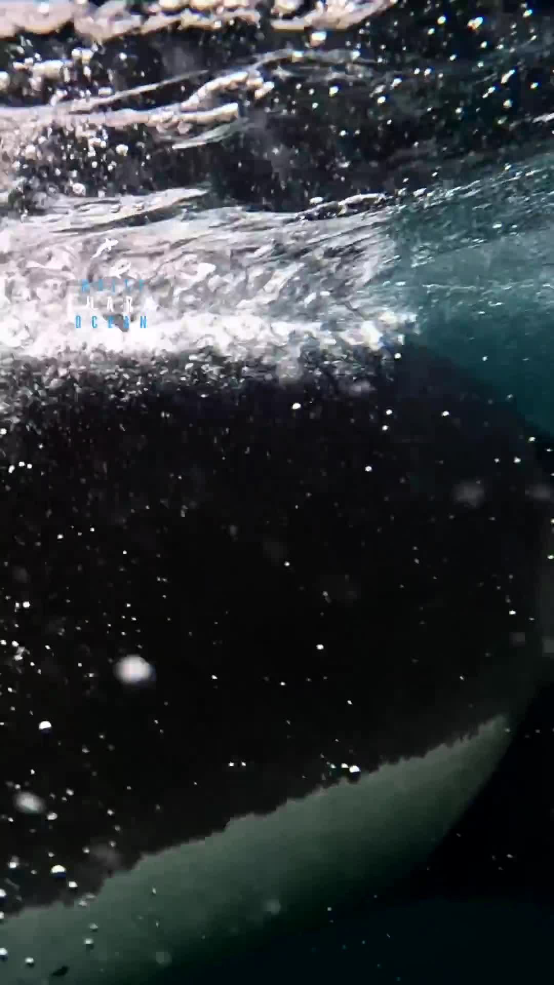 New Zealand great white shark displays impressive rows of teeth