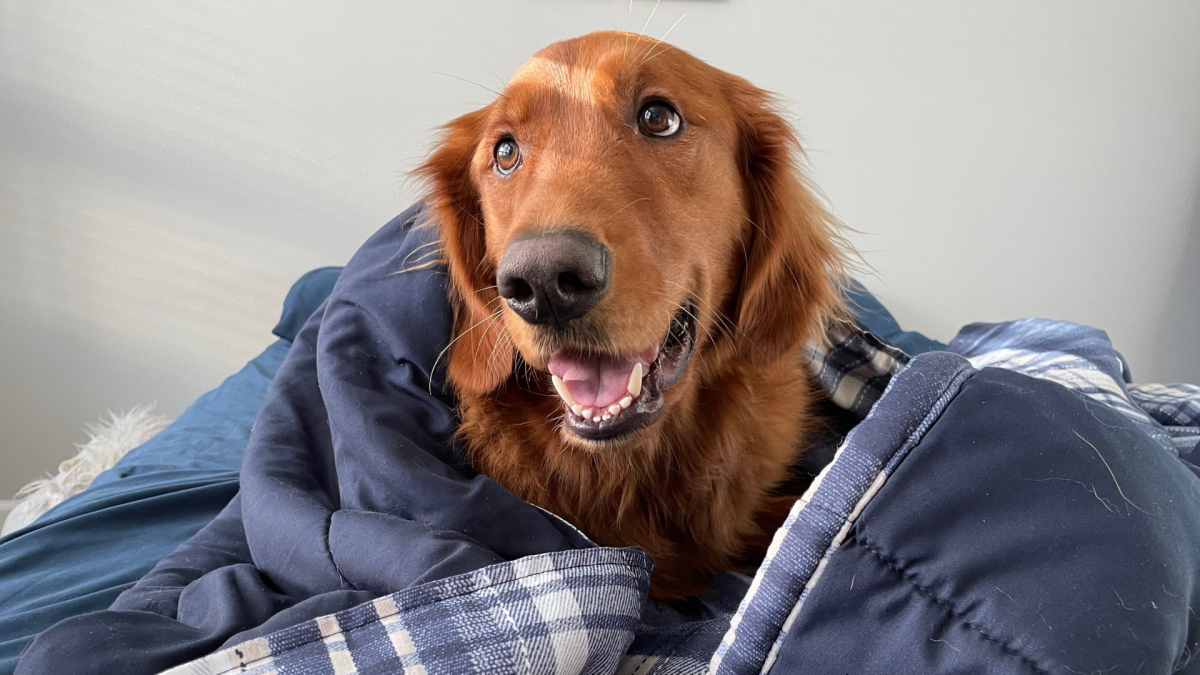 Golden retriever waking up the house as the official 'alarm clock' is ...