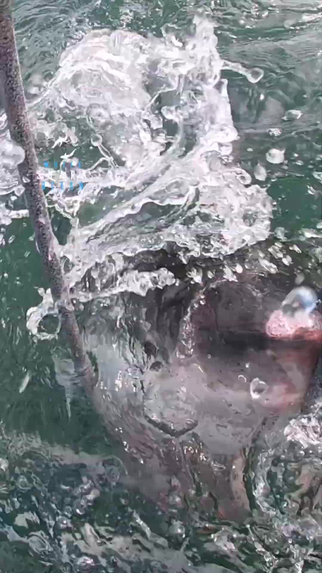 Great white pops from under the surface to bump the cage