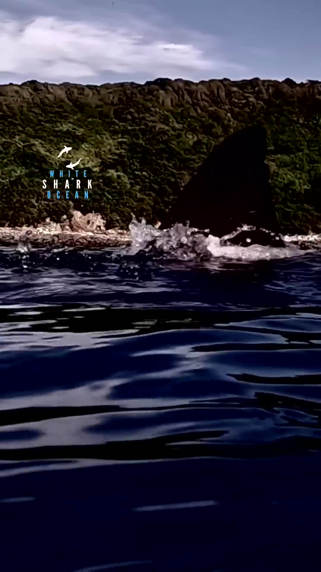 Great white shark blasts through the surface in the shallows