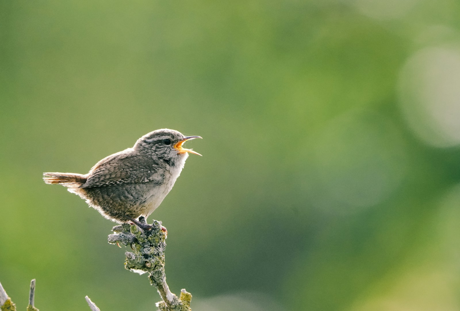 The real reason birds sing at first light