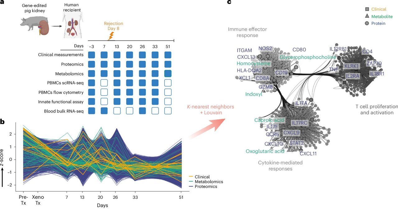 Research shows how immune system reacts to pig kidney transplants in ...