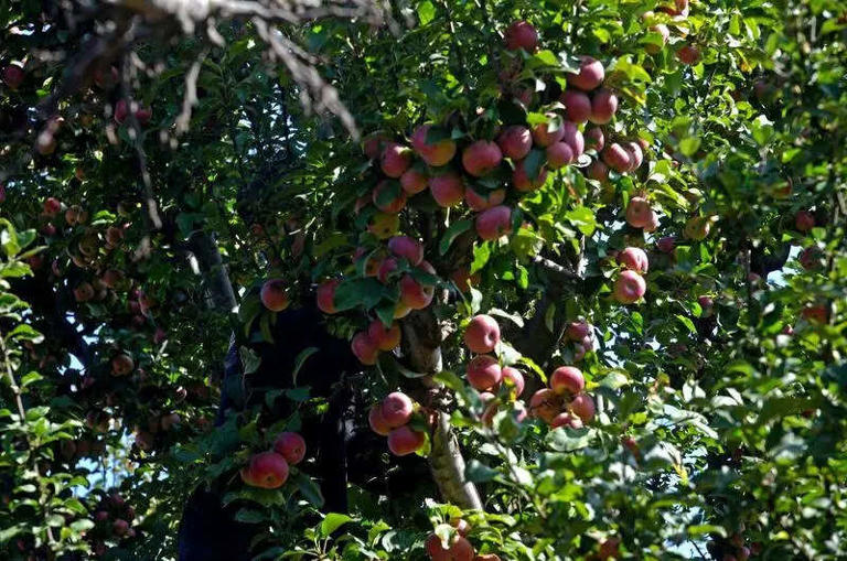 Orchardists meet HP horticulture minister over MIS payment process