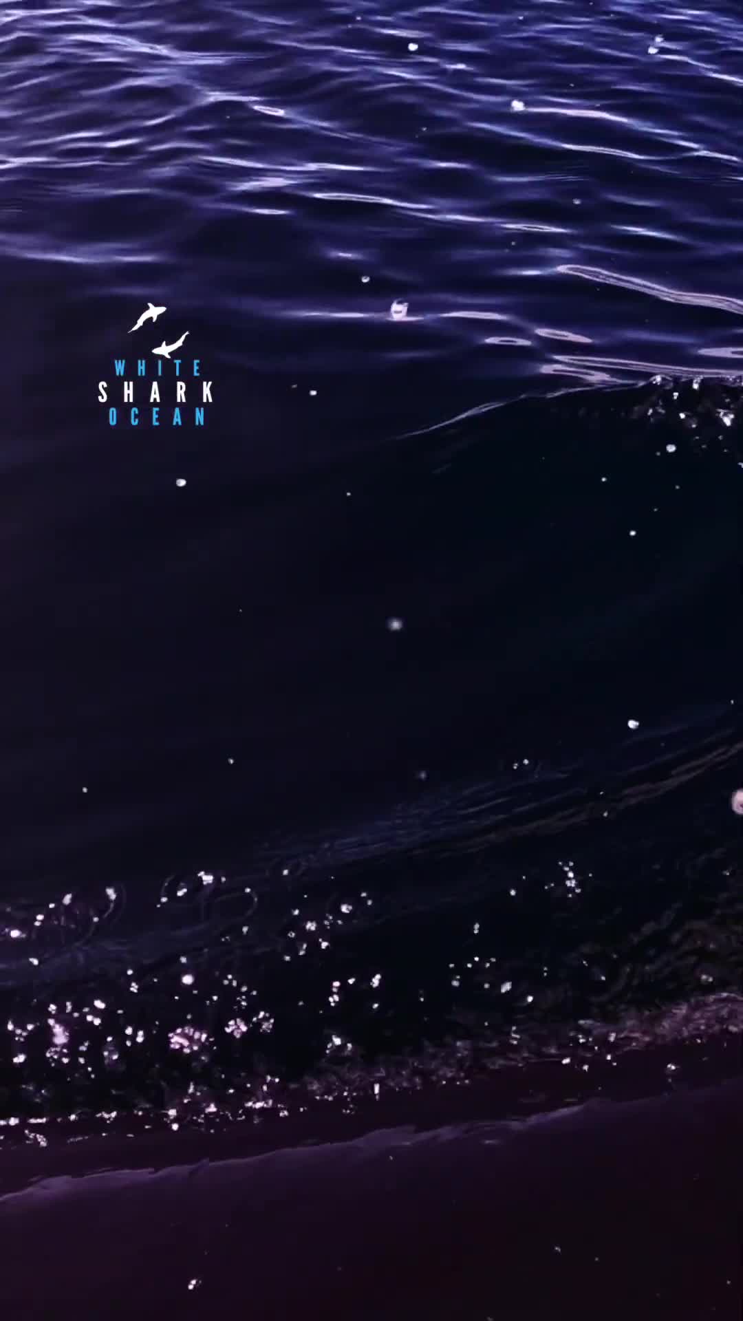 New Zealand sharks get super curious