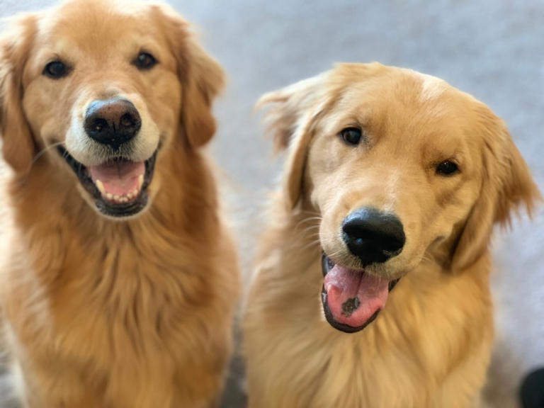 Golden retriever cries tears of joy reuniting with his girlfriend after ...