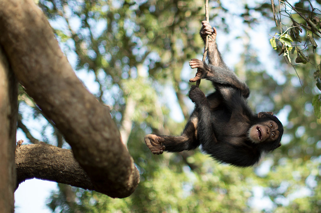 Chimps take risks as babies—way before human teens. Here's what that ...