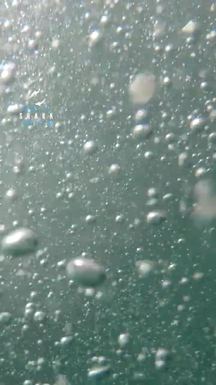 Great white shark coming in hot with powerful jaws #sharks