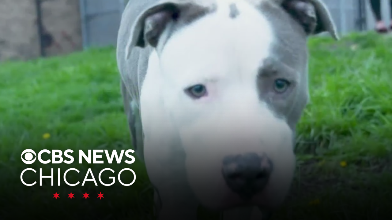 Aurora Animal Care & Control helps find homes for record number of pets