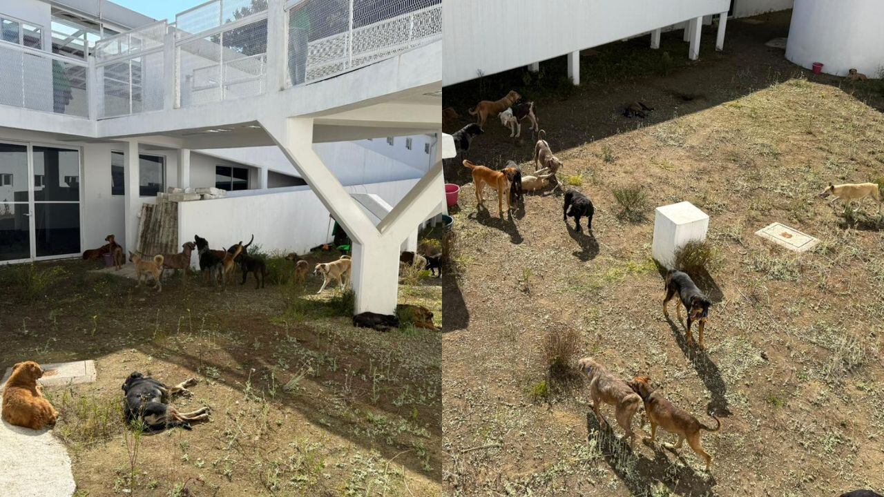 Clara Brugada traslada al Ajusco a 304 perritos rescatados del Refugio ...