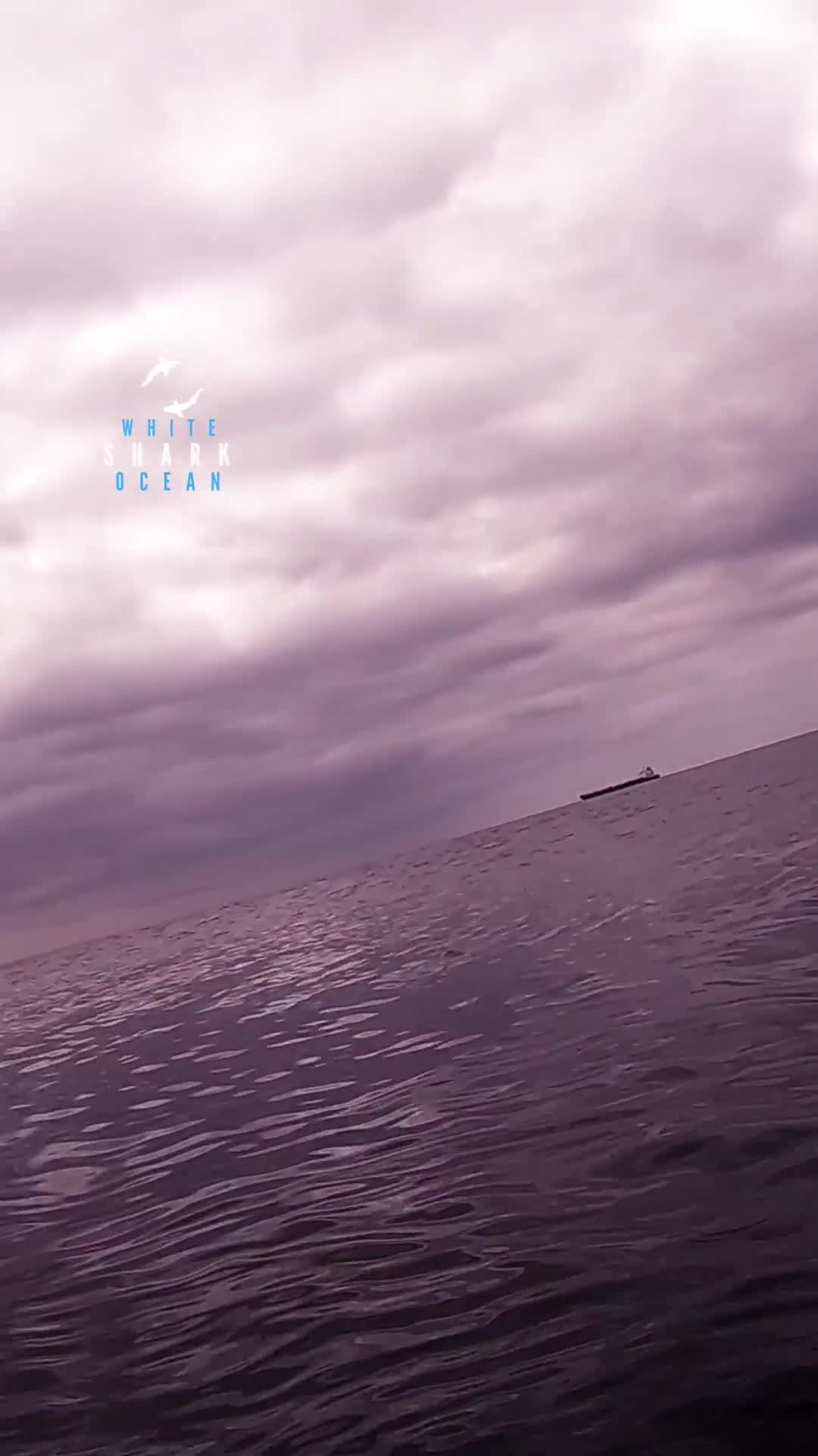 Great white shark won't leave the camera alone