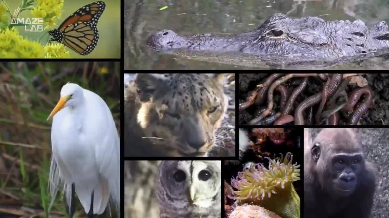 The science behind how animals develop their distinctive patterns