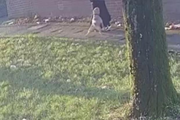 Bolton man arrested after out-of-control dog attack on woman