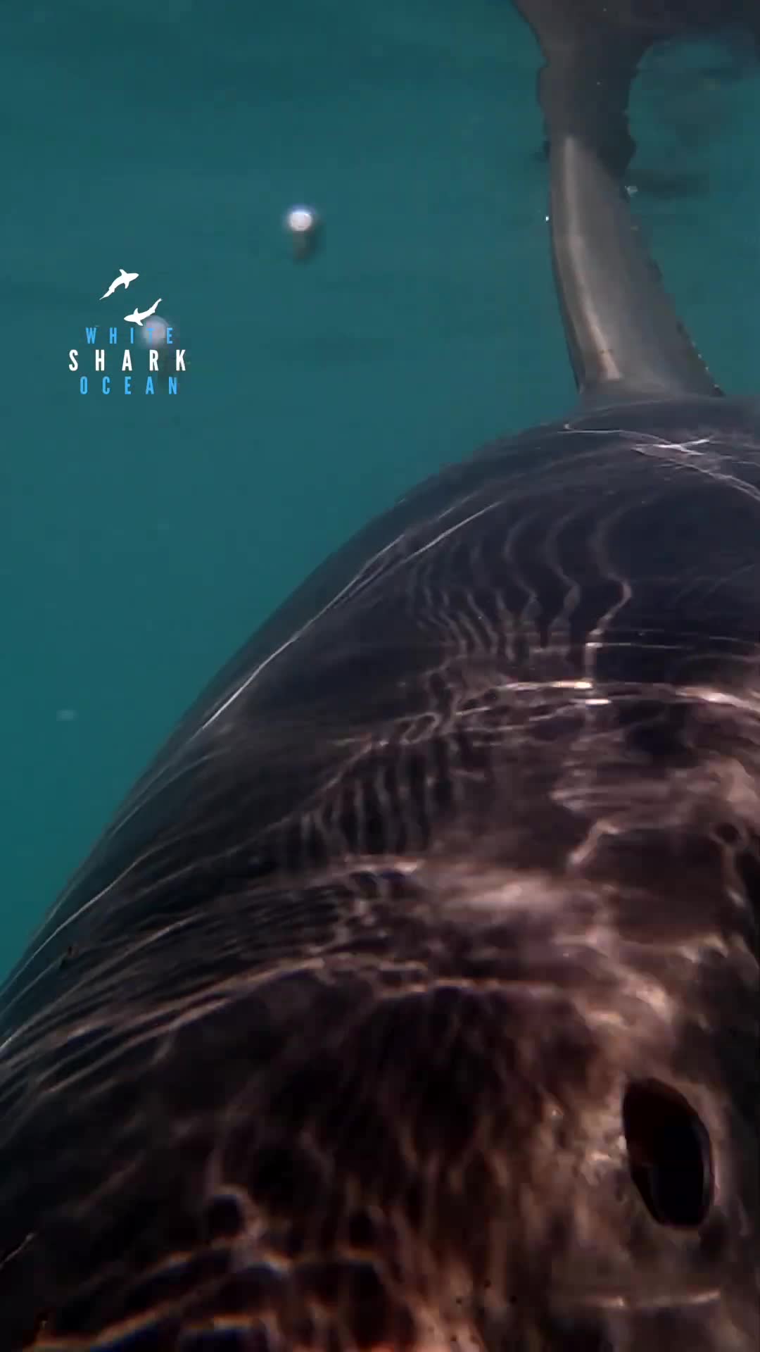 Great white cruises head on towards us #greatwhite