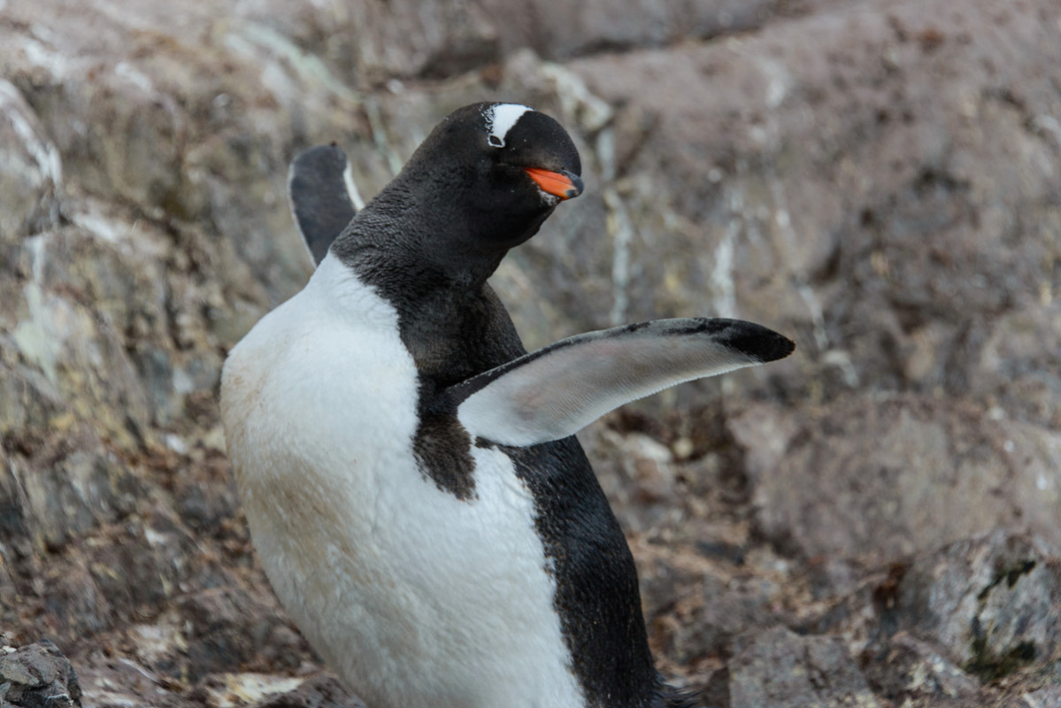 Stark white penguin with rare genetic mutation is truly a sight to behold
