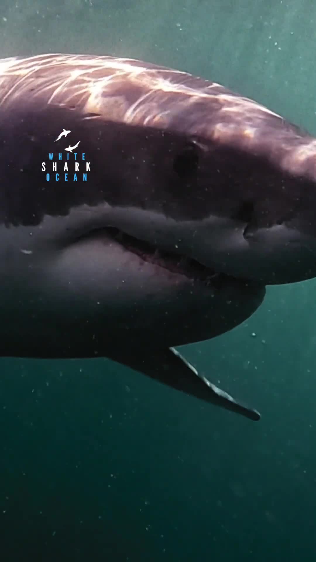 Great white shark approaching us in New Zealand