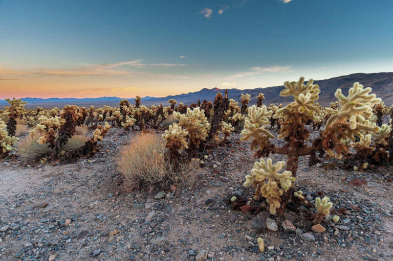 Joshua Tree National Park announces closure of 2 popular trails through ...