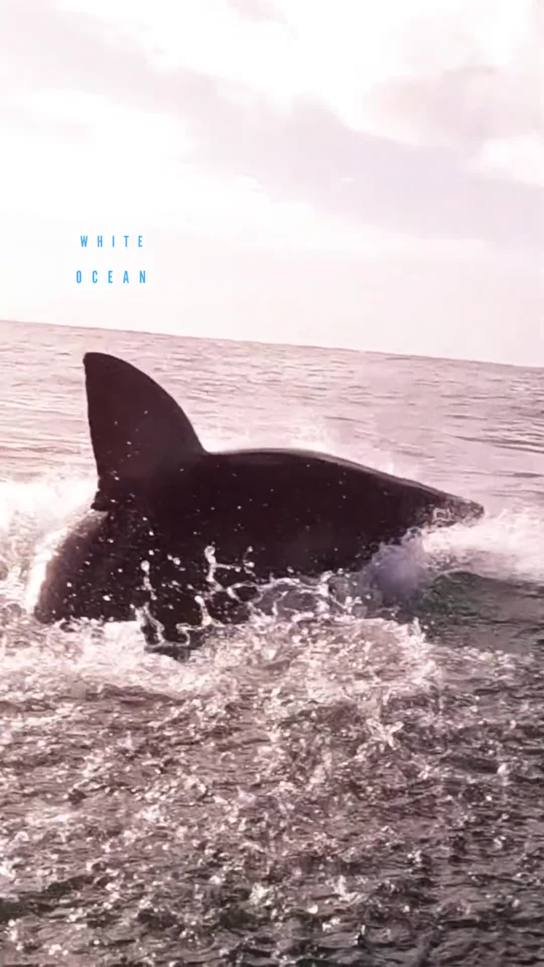 Great white shark shoots high out of the water