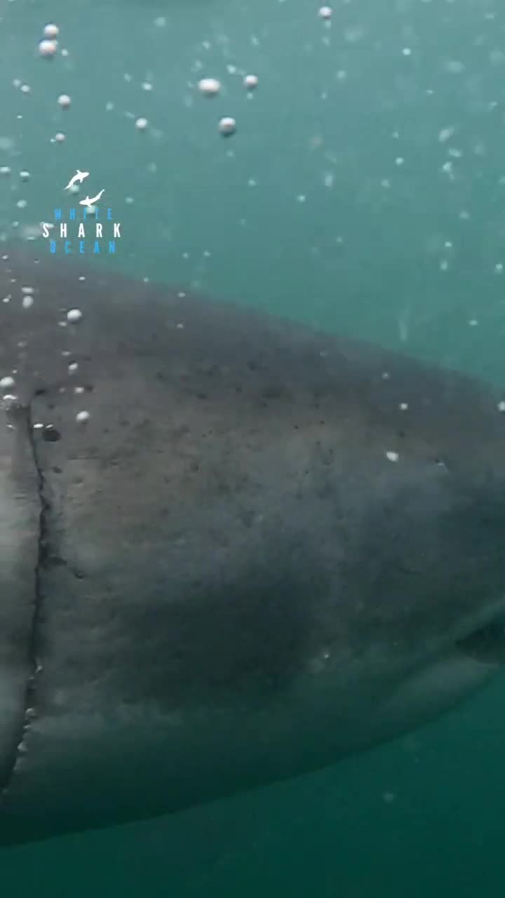 Great white tears chunk off bait