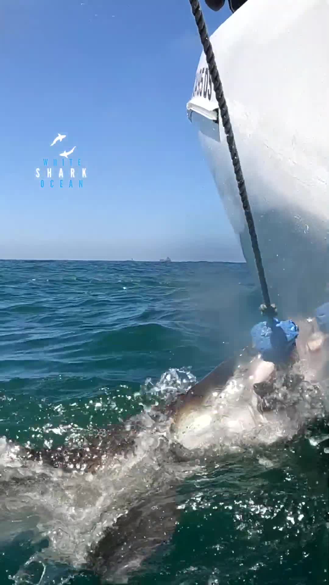 Great white tears chunk off tuna #greatwhite