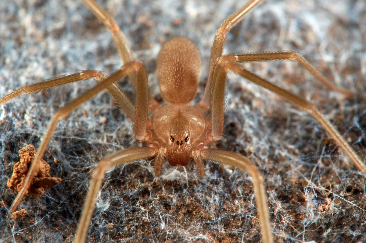Unterschätzte Gefahr für Urlauber: Experten warnen vor schmerzhaftem ...