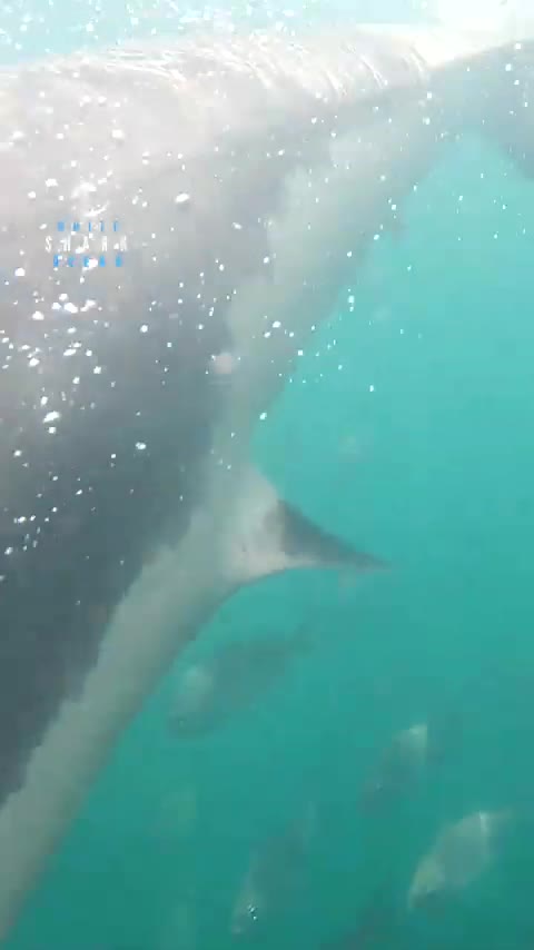 Great white comes in close to investigate