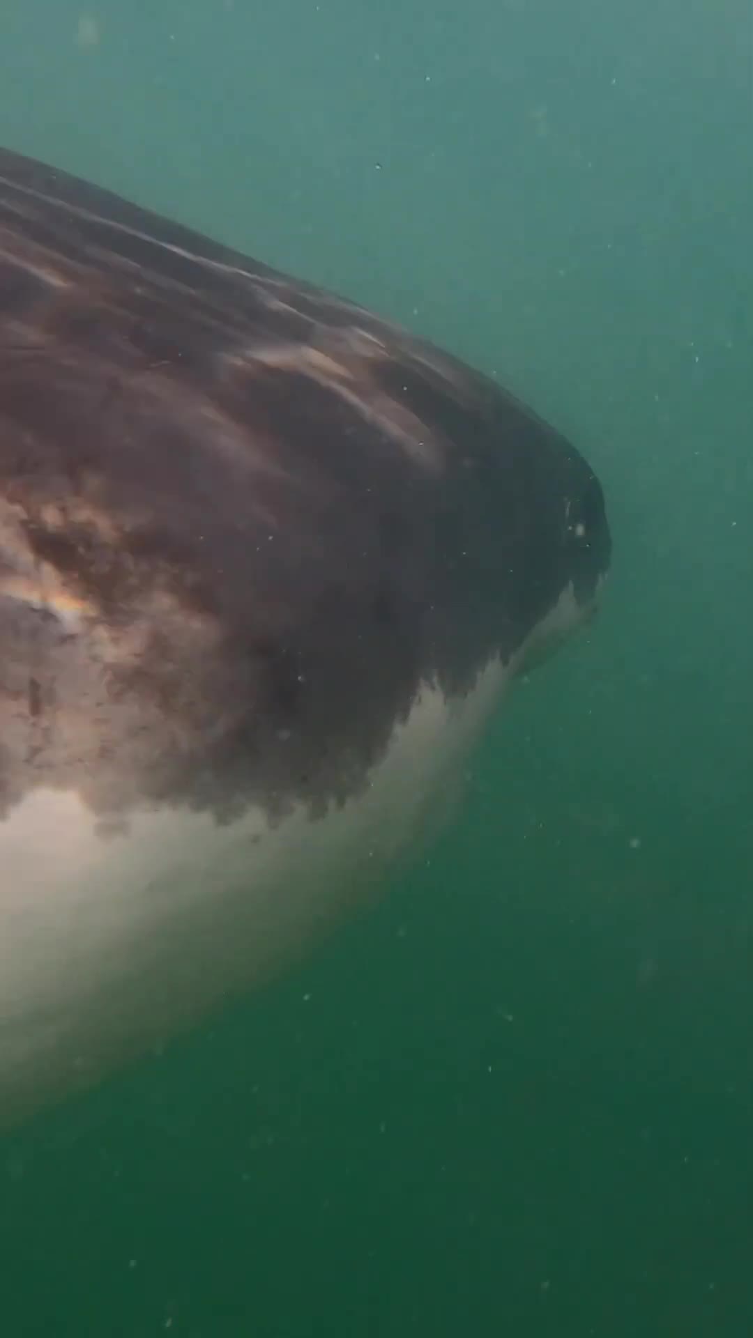 Great White Shark Rolling Eye
