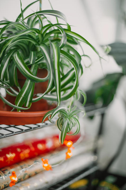 How often should you water your spider plant? 5 tips to get it right